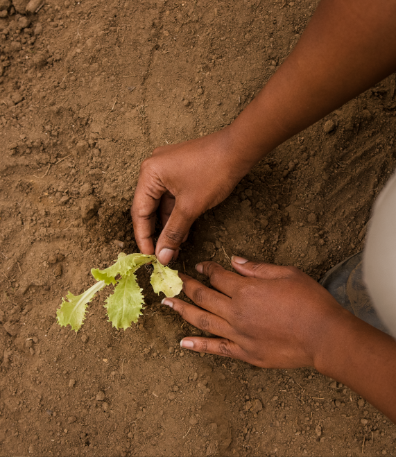 BAROLONG BOO MODIBOA | (BA MATLWANG) COMMUNAL PROPERTY ASSOCIATION